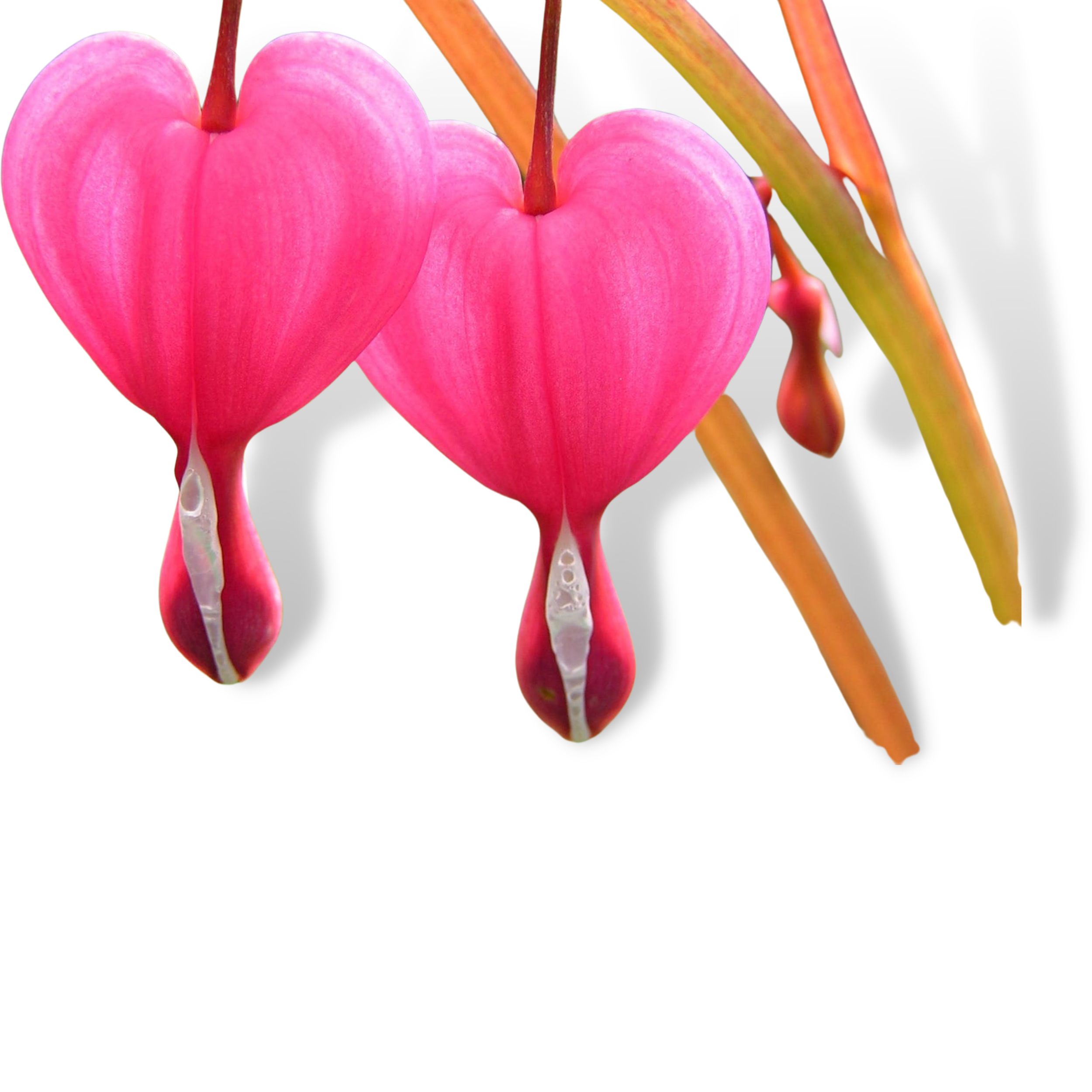 Beautiful Unique Flowers