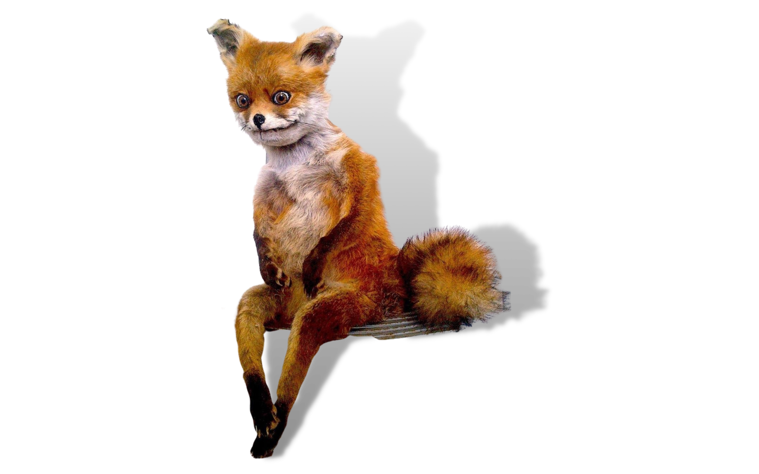 Bad Taxidermy Fox Meme