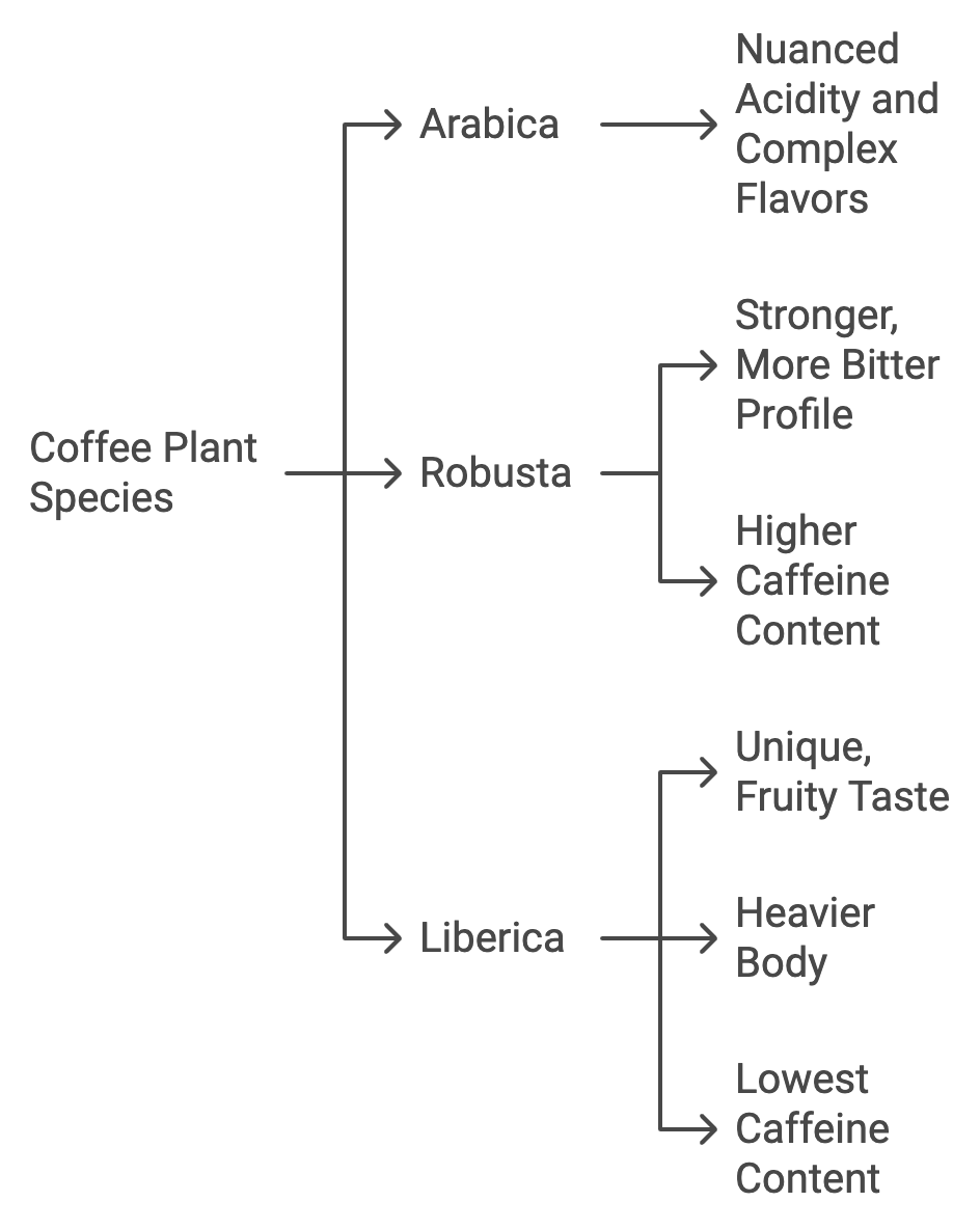 Explore Coffee Varietals: Discover How Species & Varietals Shape Flavor ...