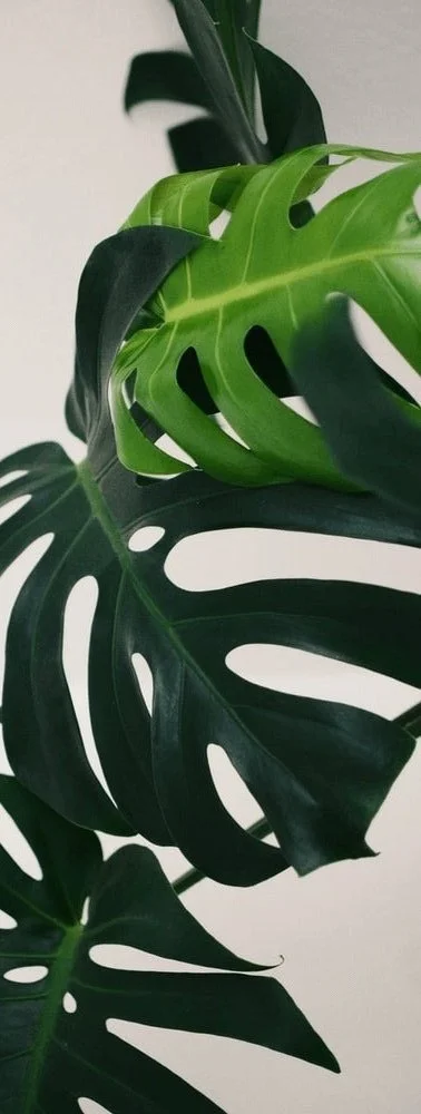 Cheyenne Skye Taylor, LMSW