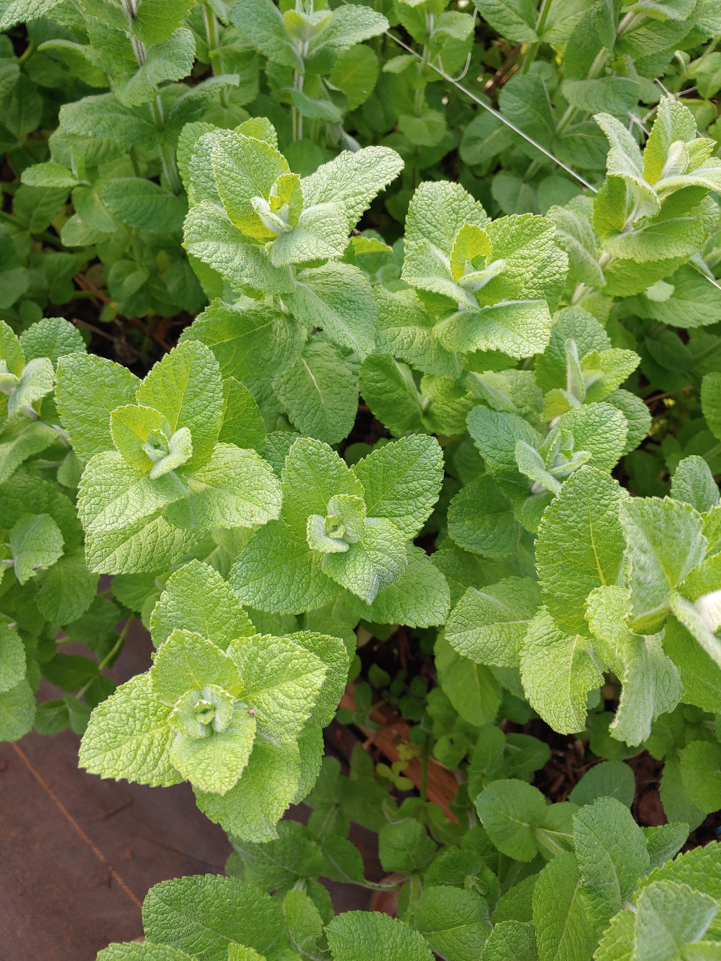 Fraylick Farm Wholesale