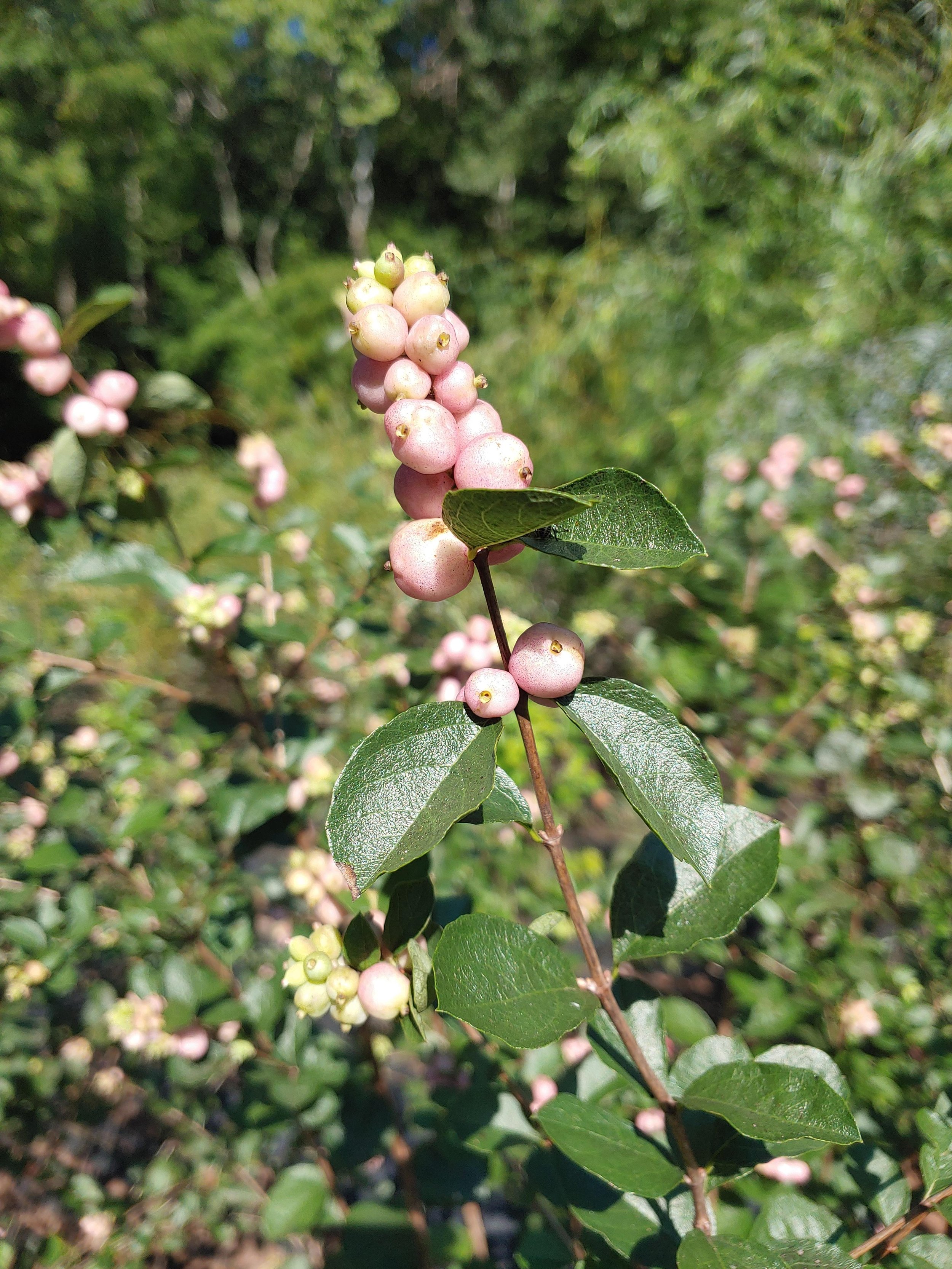Crop Feature: Snowberry — Fraylick Farm Wholesale