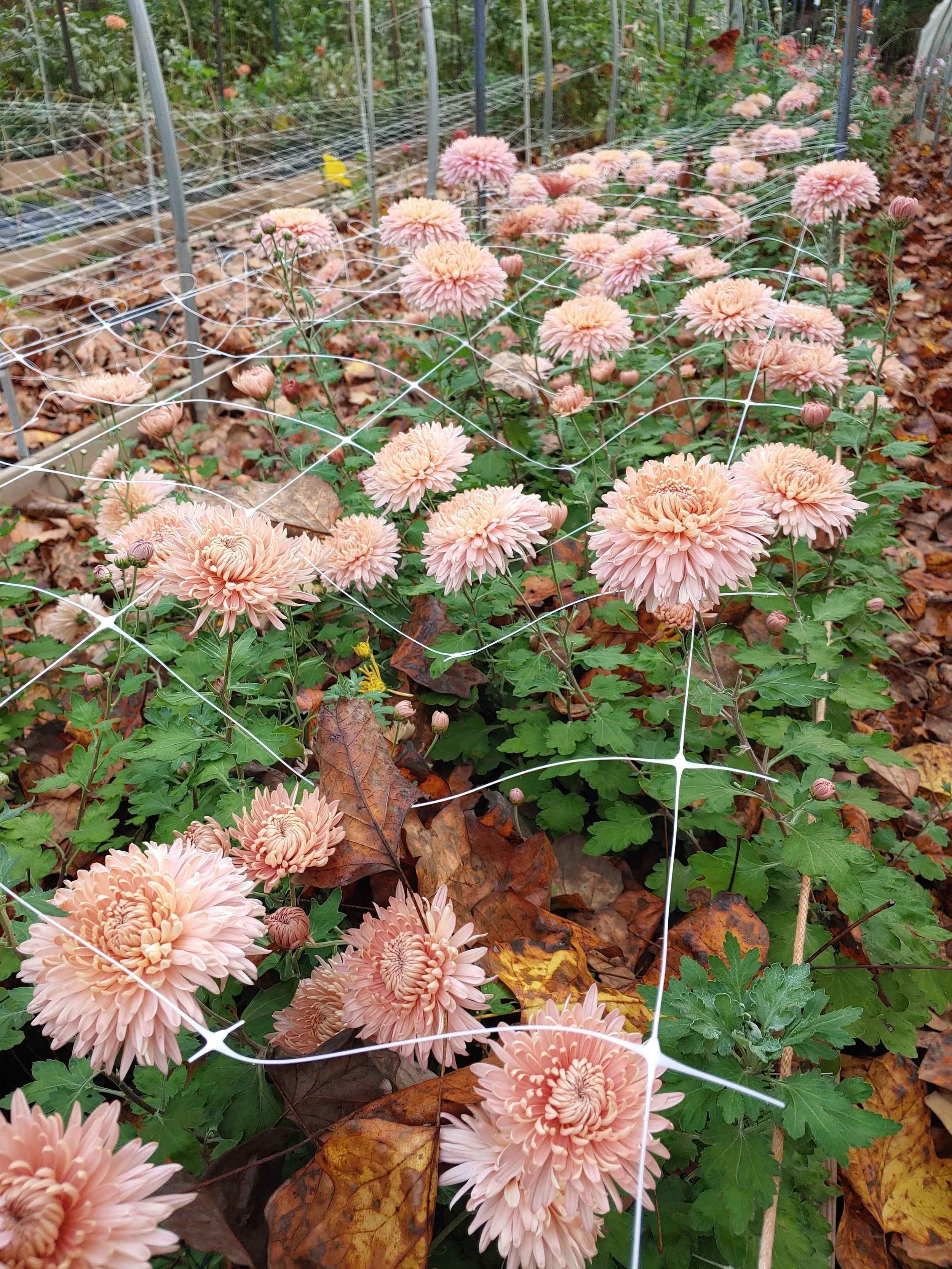 Crop Feature: Heirloom Mums — Fraylick Farm Wholesale