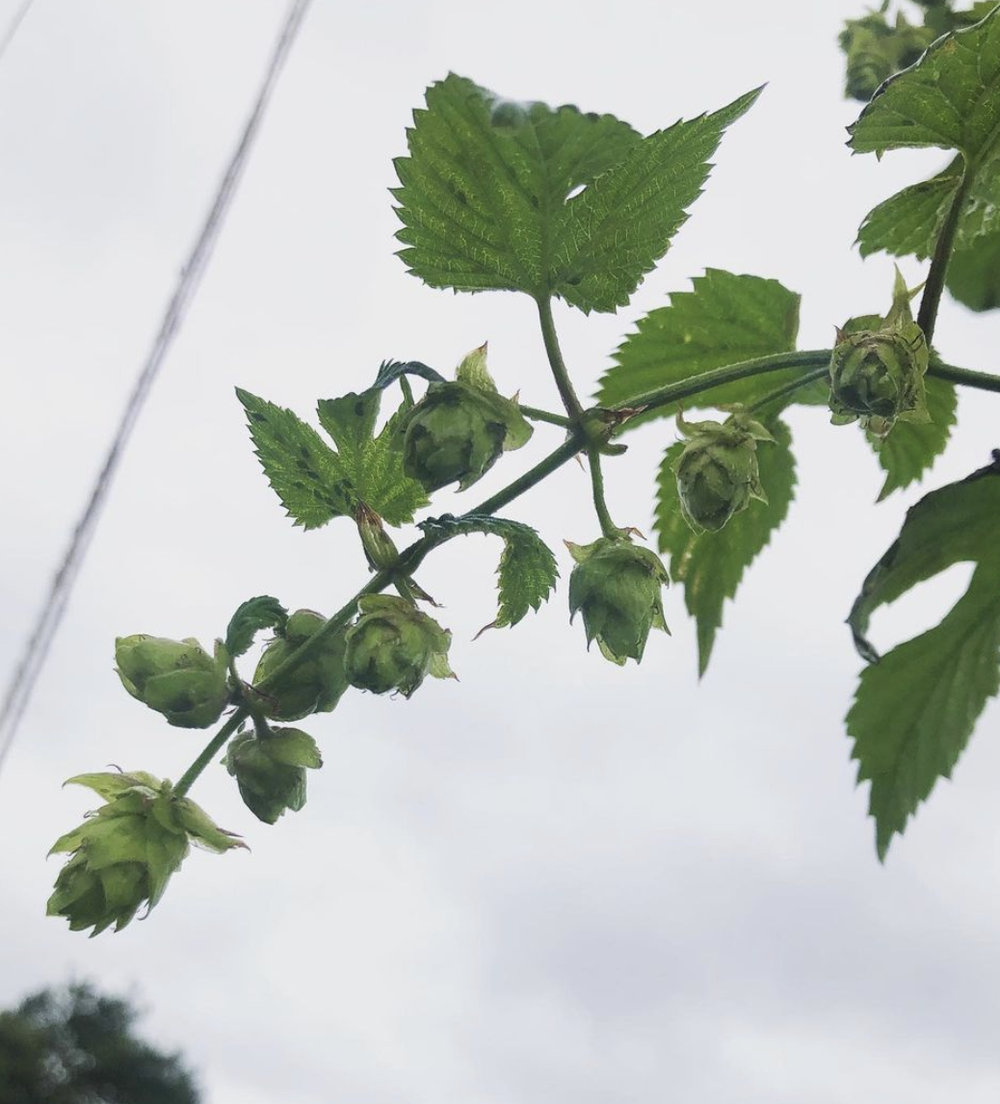Gallery 3 — Thornsett Brewery & Hop Yard