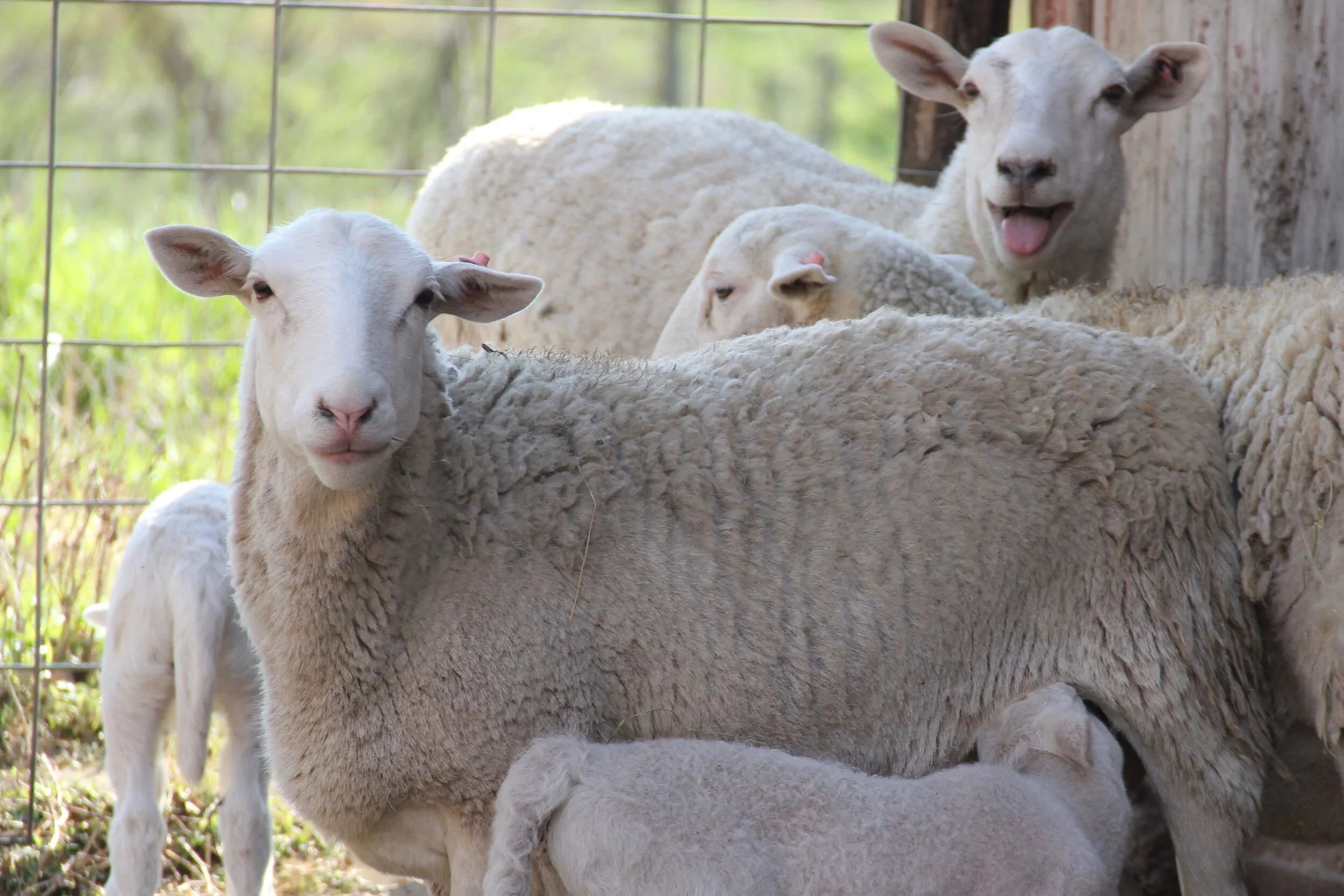 Hungry World Farm