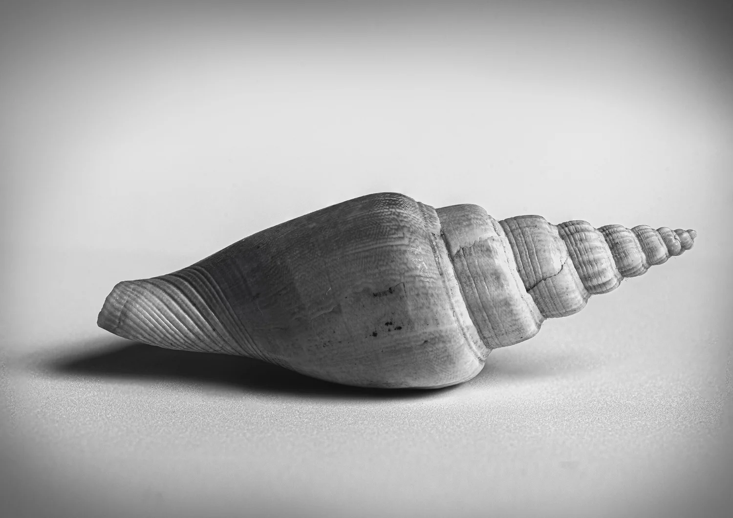 Shell — Will Niekirk Photography