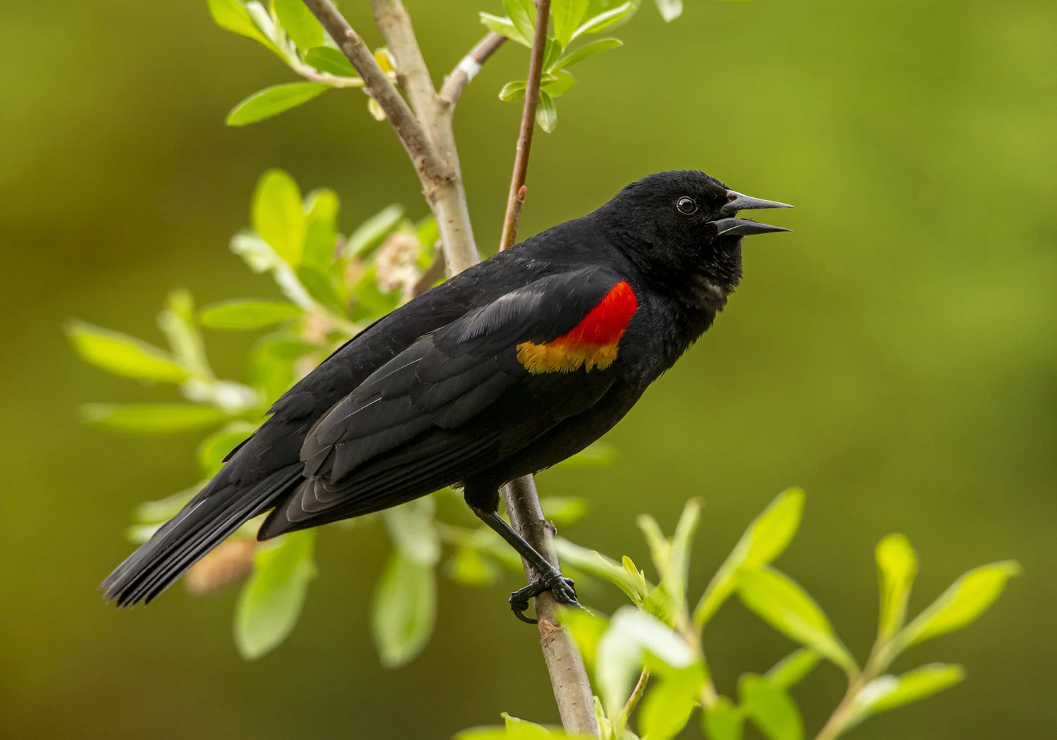 Birds of Soos Creek — Soos Creek Botanical Garden