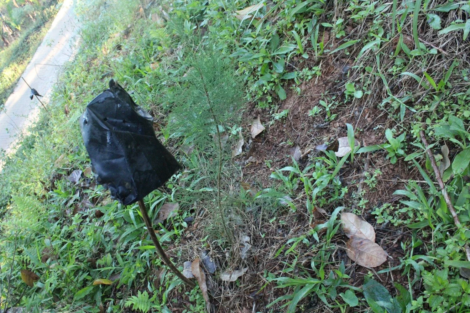 News — Carbon Offset Timor