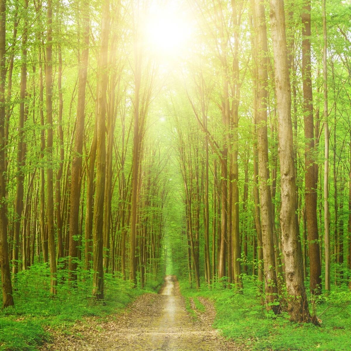 Meditation Classes and Guided Meditations | Inward Bound Network