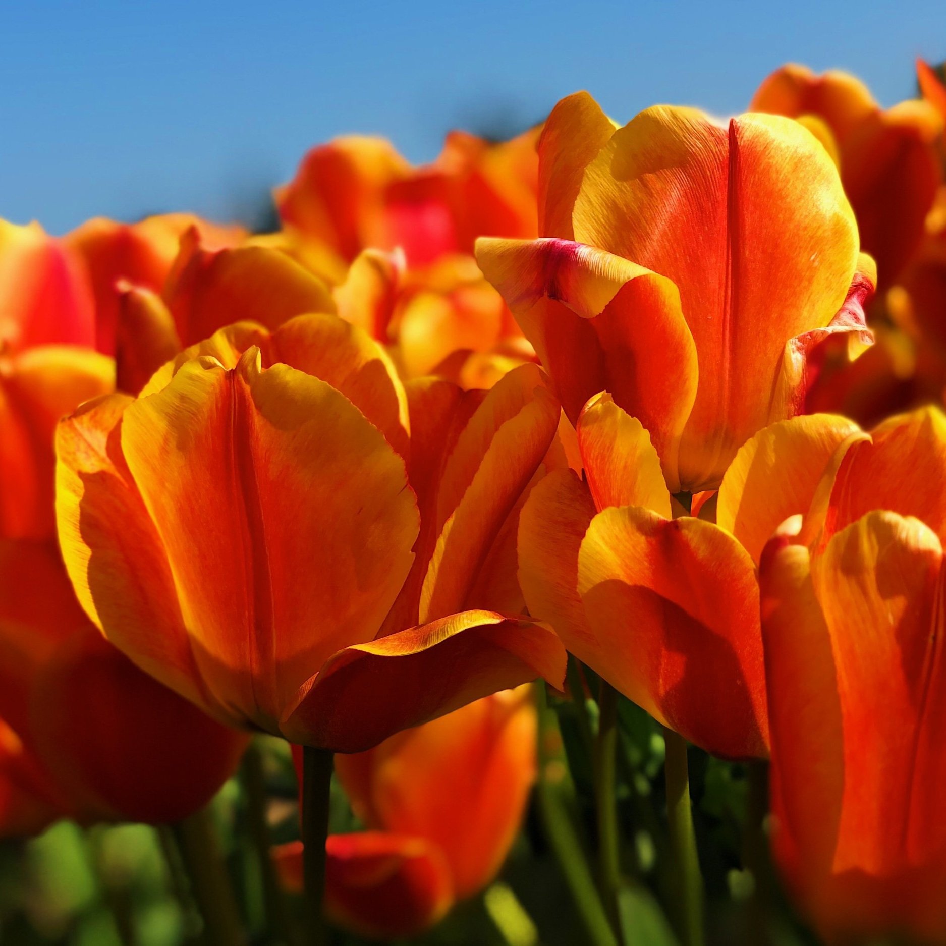 How to Use Ho’oponopono to Heal your Body