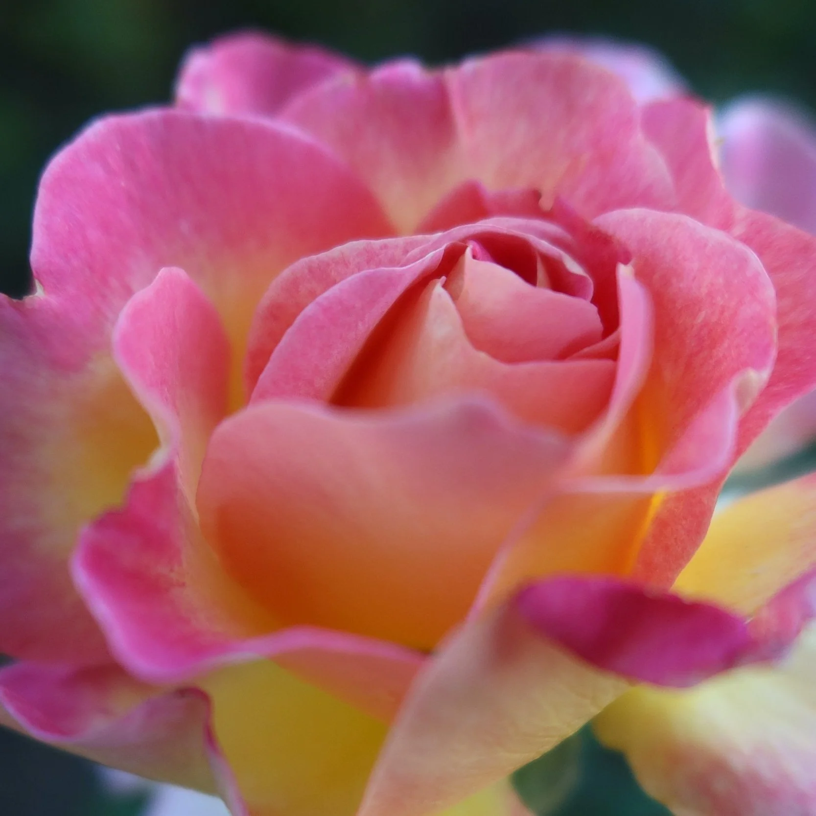 How to Use Ho’oponopono to Heal your Body