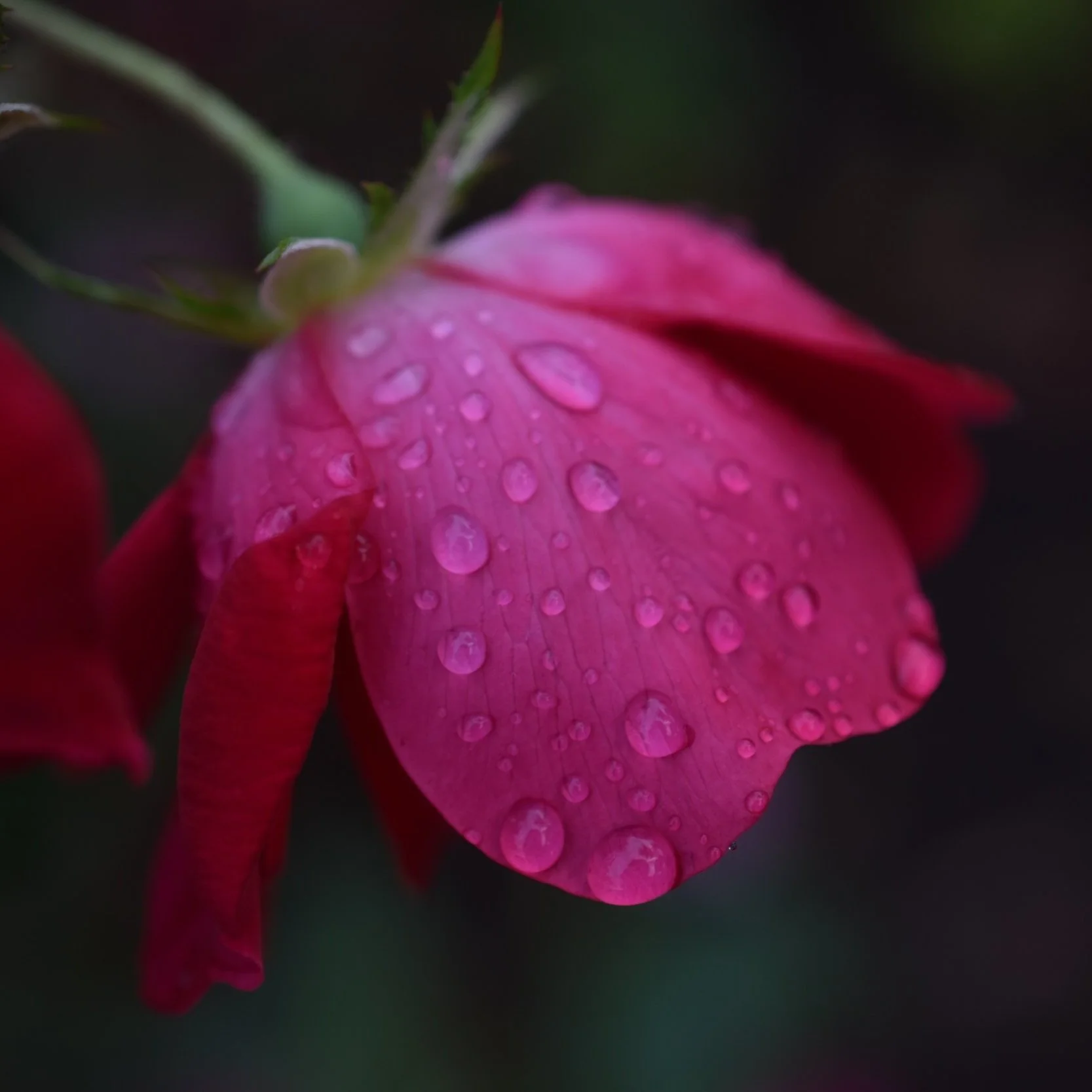 How to Use Ho’oponopono to Heal your Body