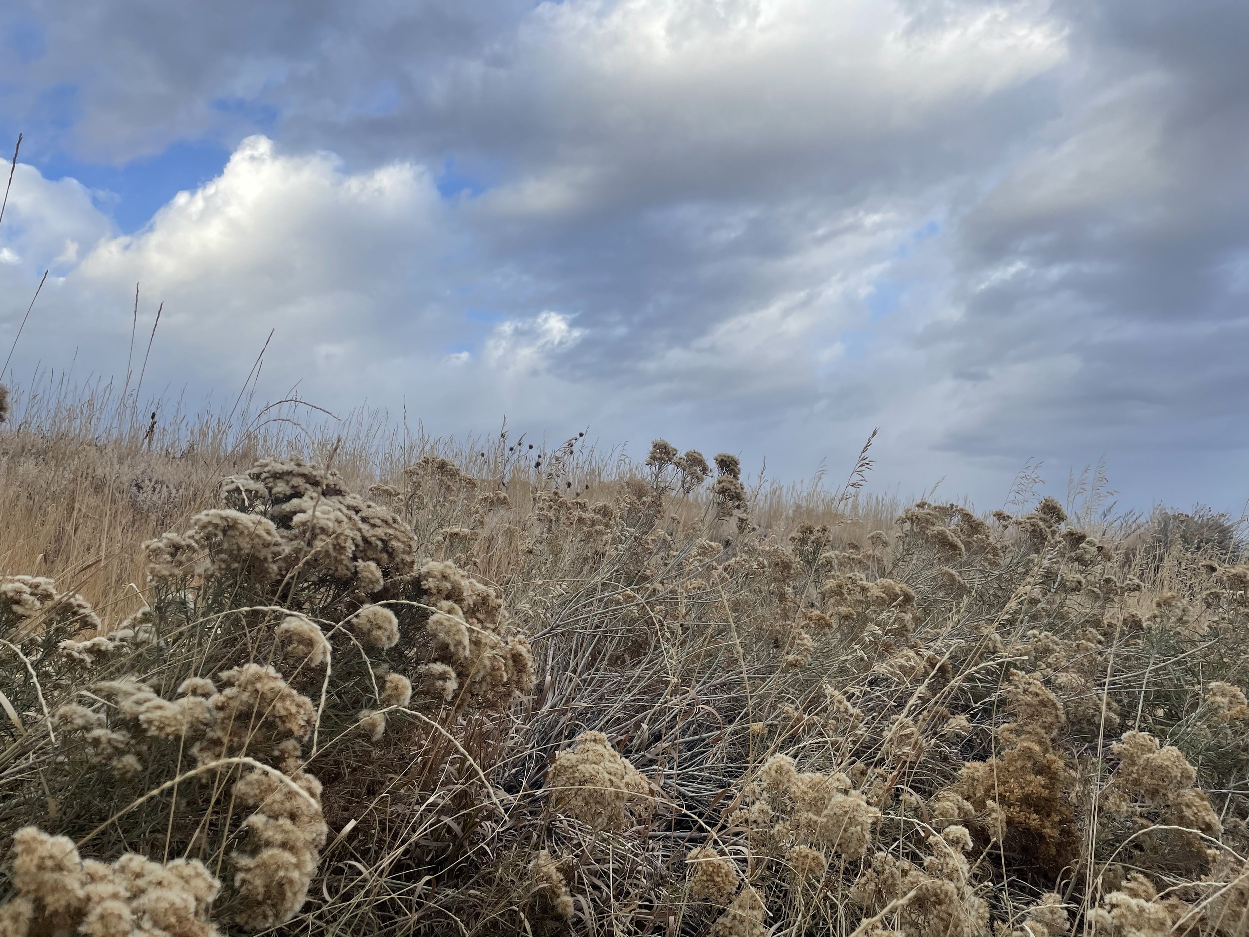 other writing — sara slingerland sheiner