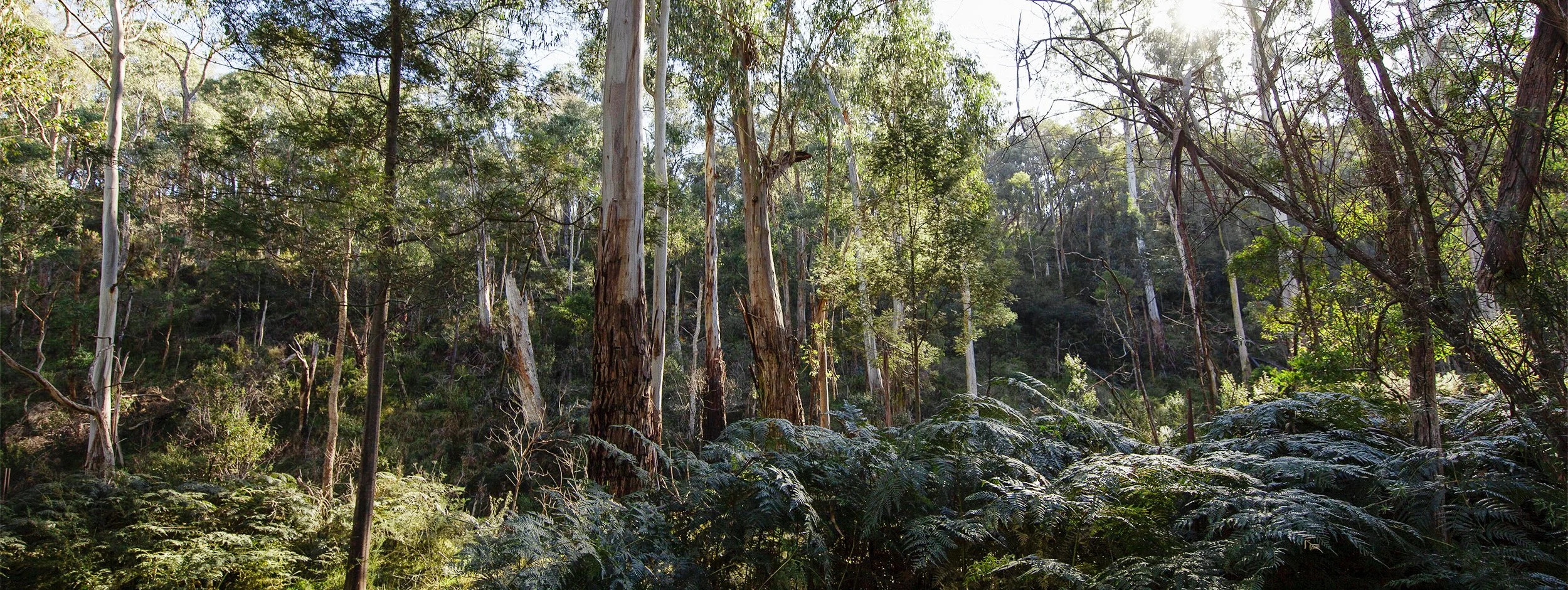 Wet and Damp Forests — Nillumbik Landcare Network