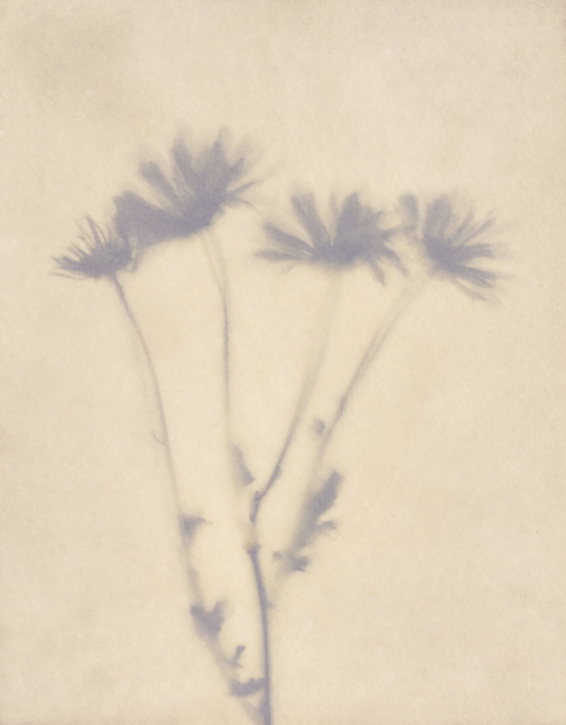 Anthotypes | Discover Unique Photography — Emma Backer