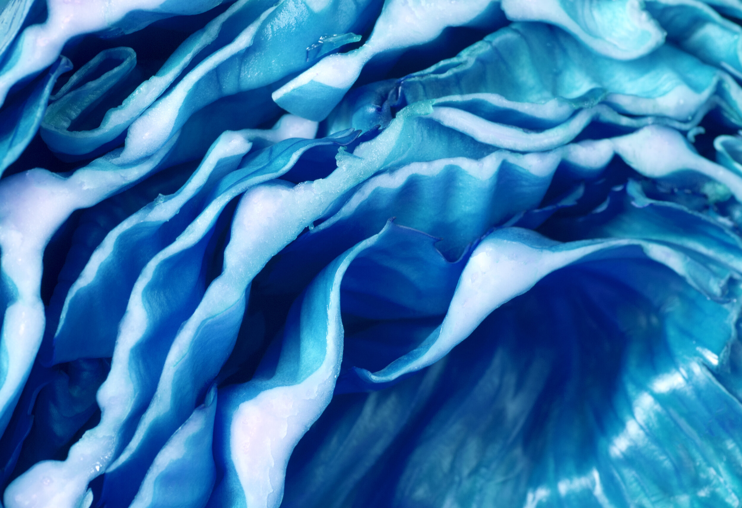 A Klein(d) of Blue — Emma Backer