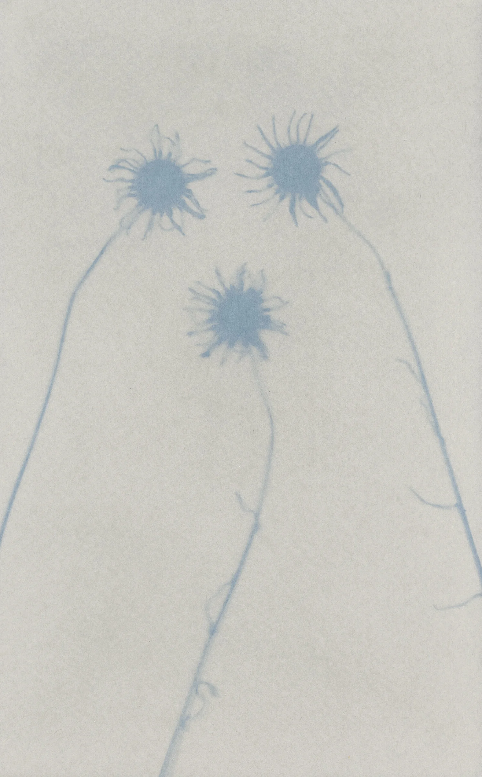 Anthotypes — Emma Backer