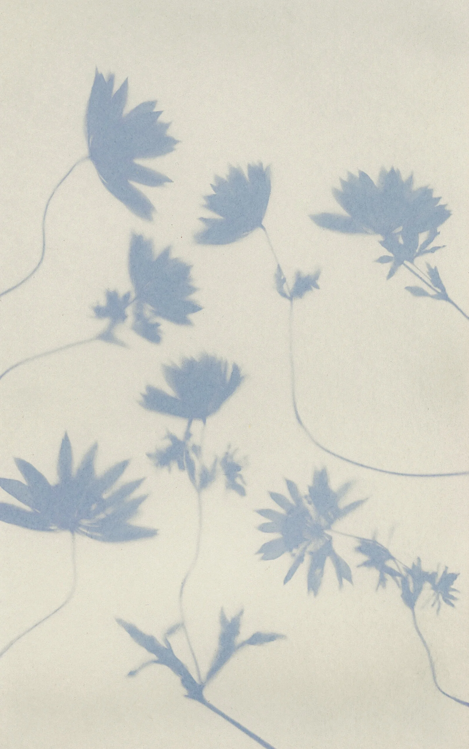 Anthotypes — Emma Backer