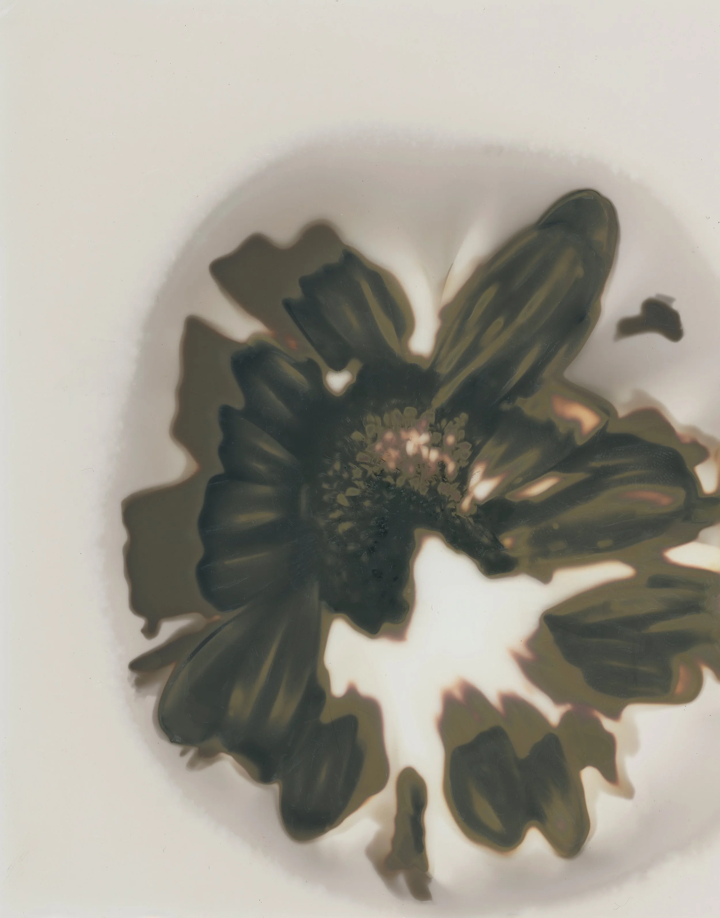 Phytograms | Explore Unique Artworks — Emma Backer