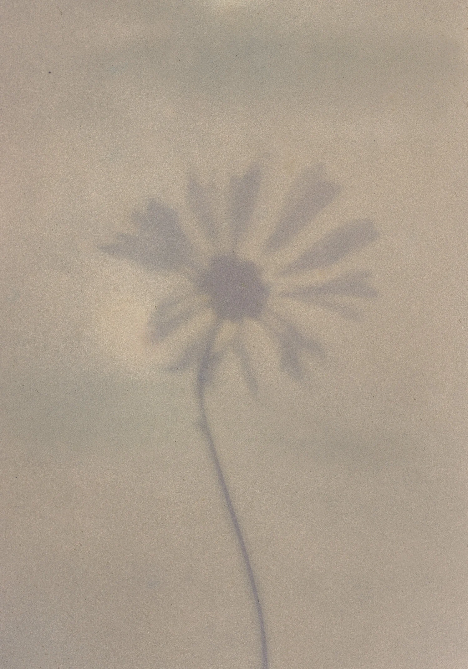 Anthotypes — Emma Backer