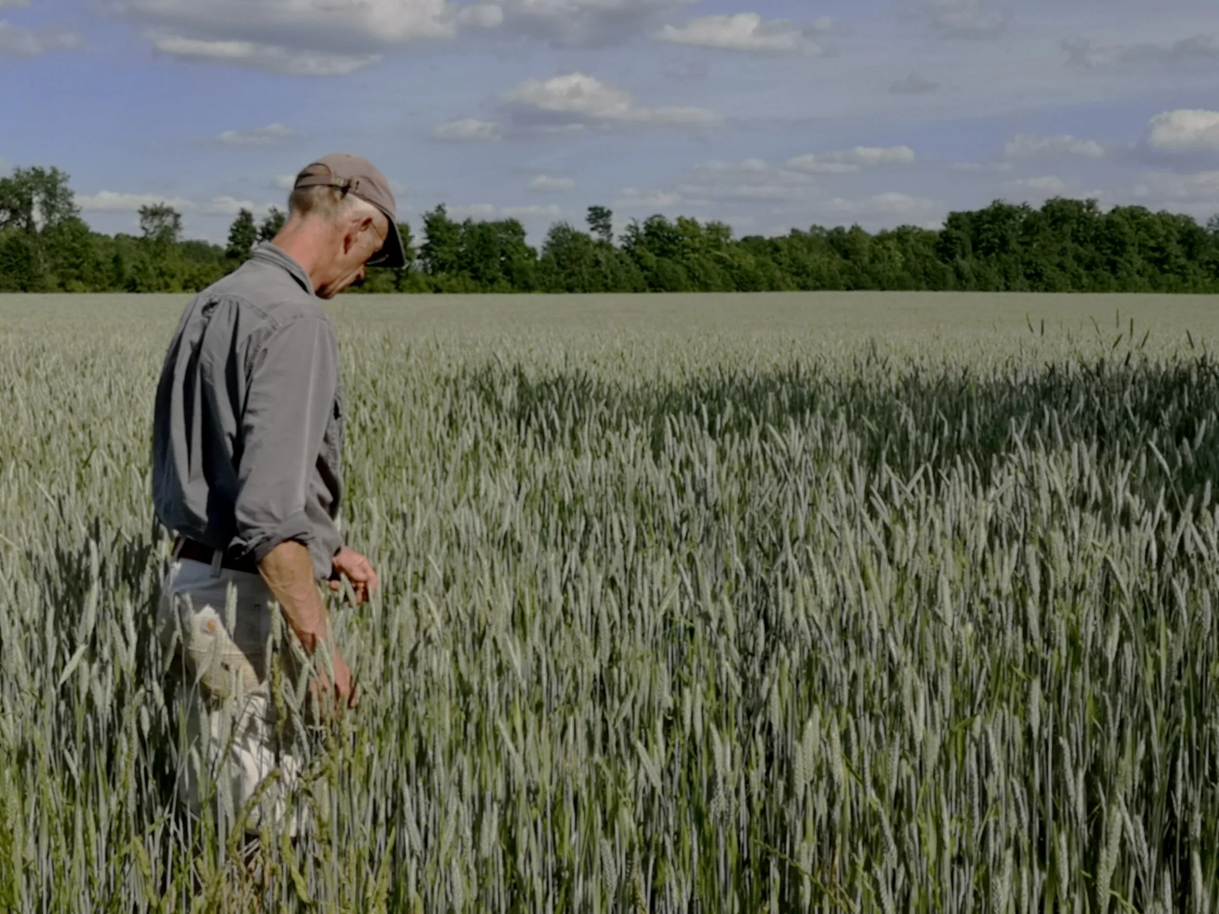 Organic Farming in Ontario — SAUGEEN COUNTRY DAIRY