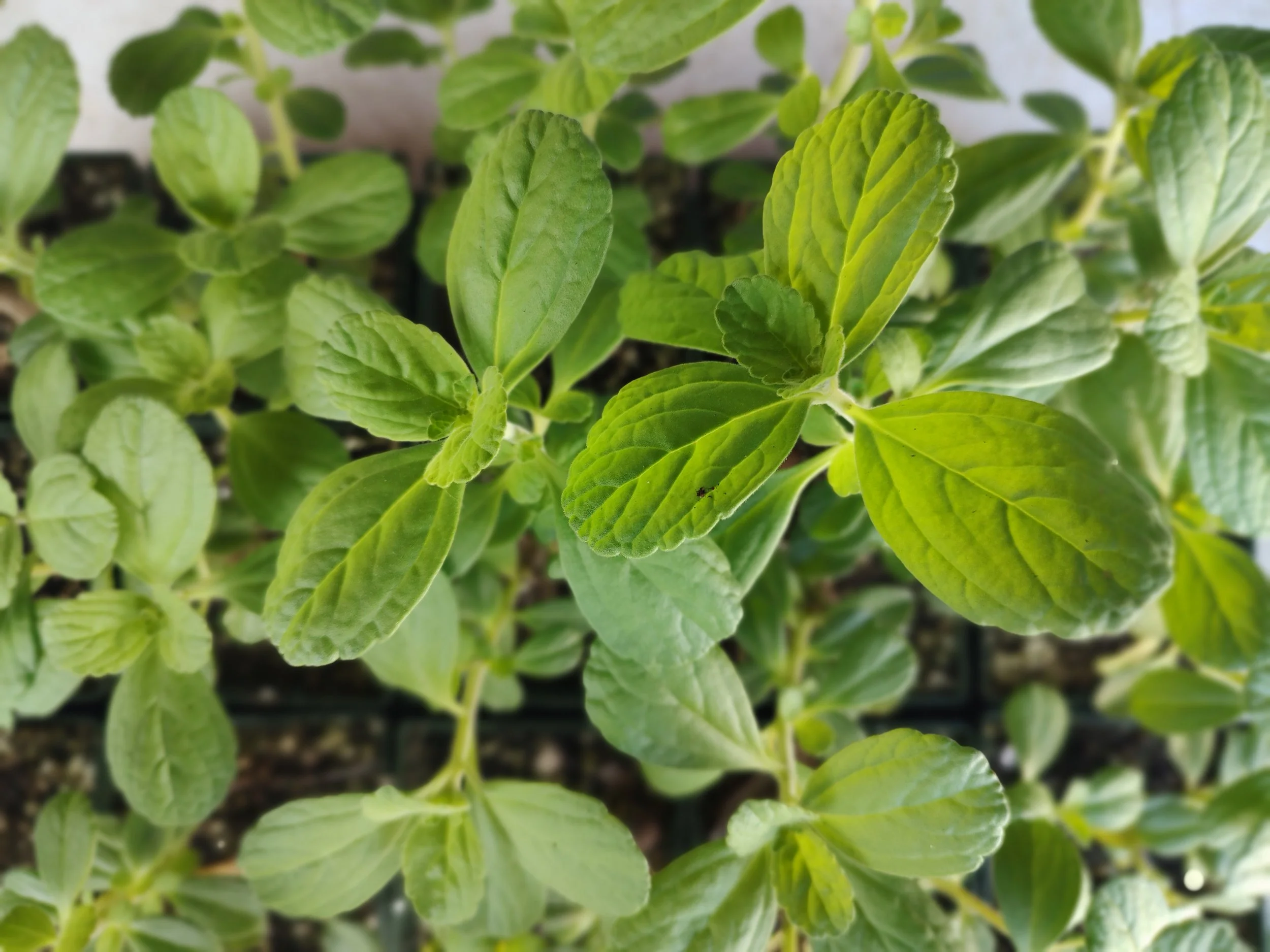 Online Store — Peace River Organics