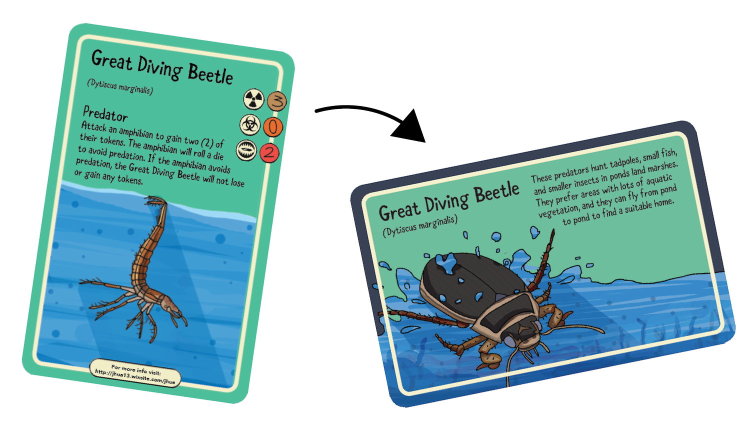 Metamorphosis — Benndiagram