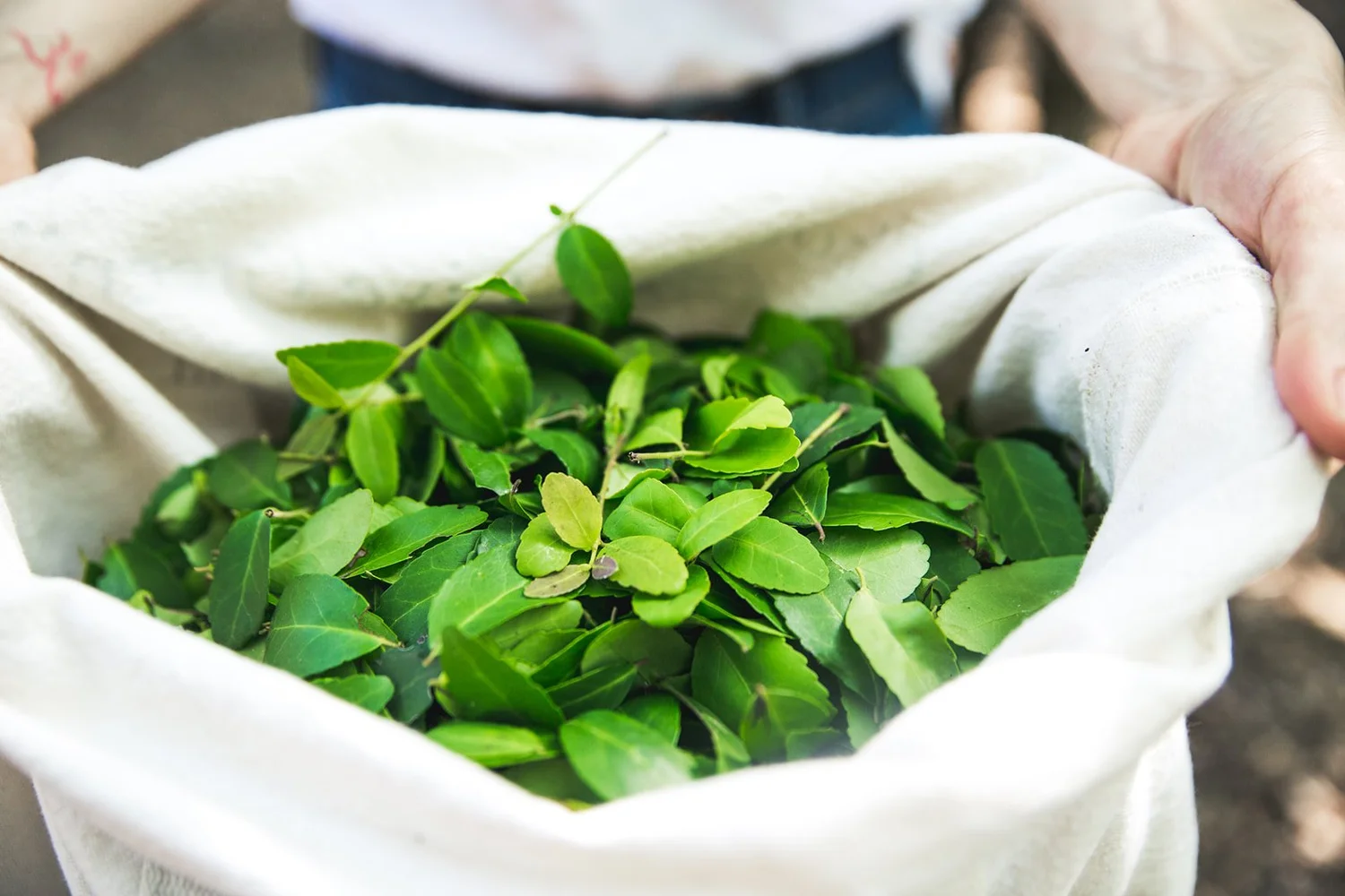 What is Yaupon? — American Yaupon Association