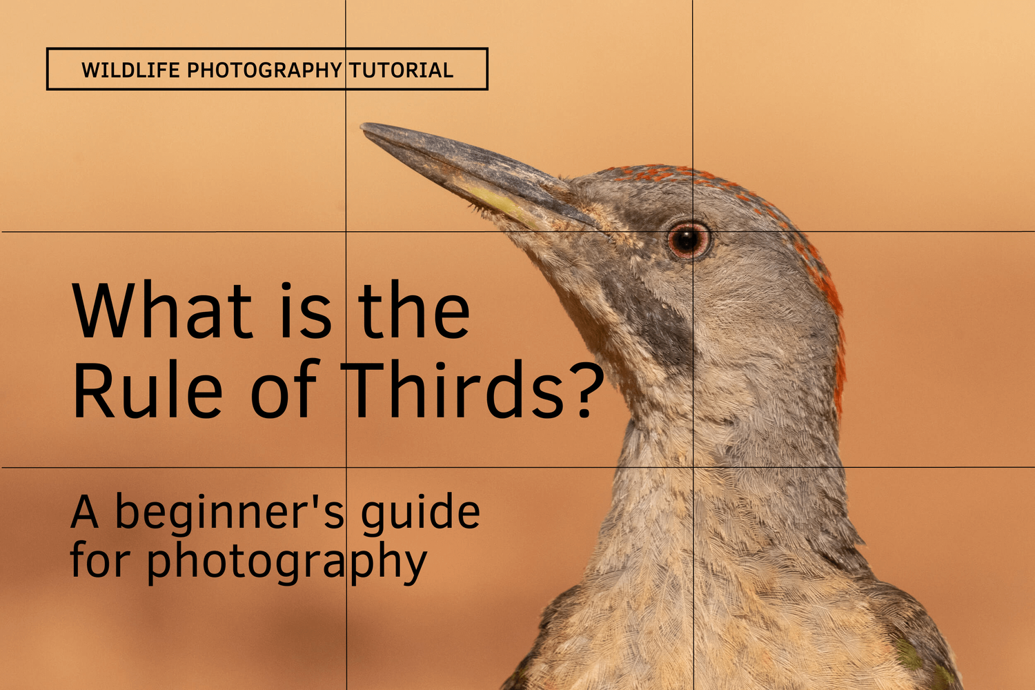 A Beginner's Guide to the Rule of Thirds for Photography — APC Wildlife ...