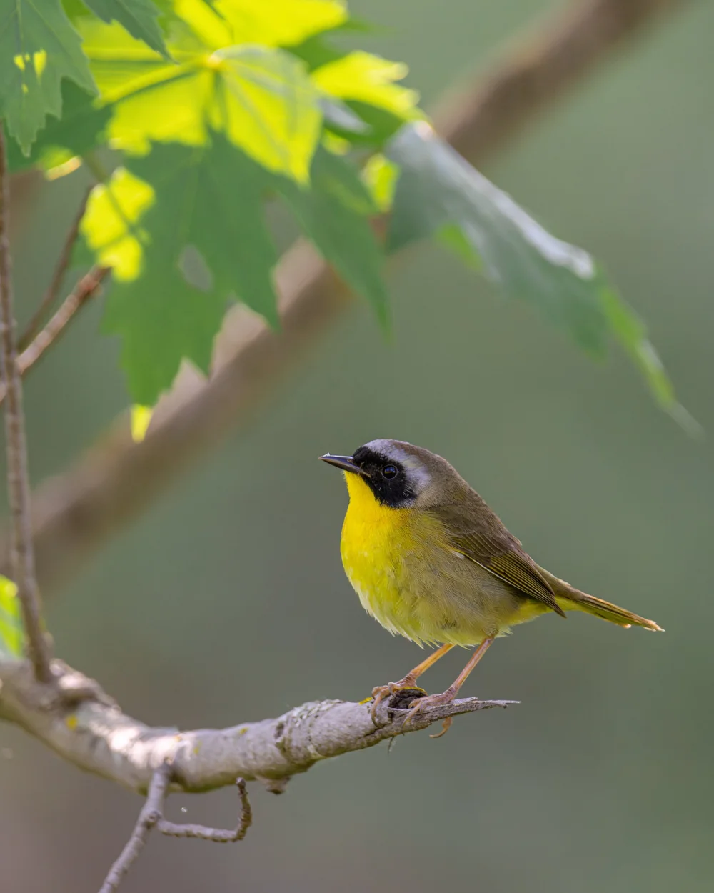 Best Wildlife Photography of May 2023: Introducing Beyond the Grid ...