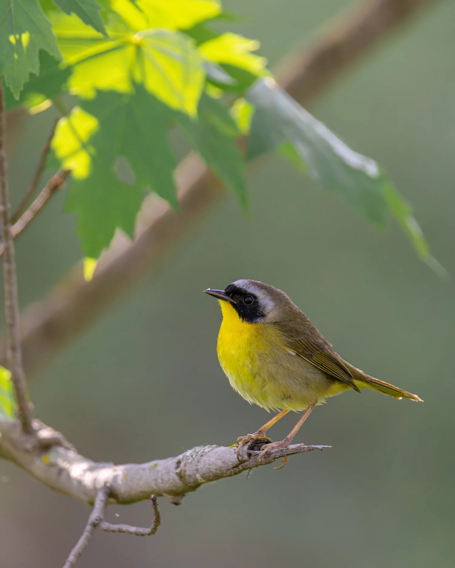 Best Wildlife Photography of May 2023: Introducing Beyond the Grid ...