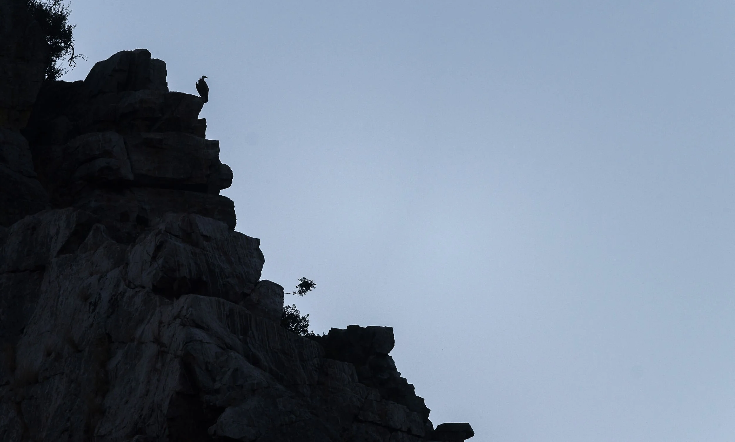 Why the Nikon D500 is one of the BEST Cameras for Wildlife Photography ...