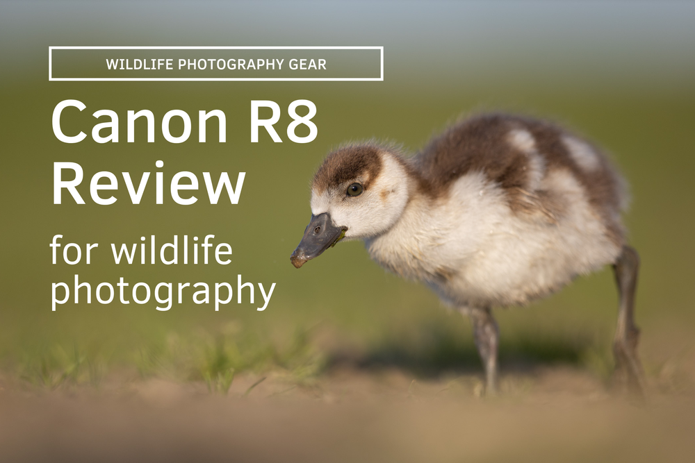 Wildlife Photography on a Budget: The Ultimate Canon R8 Review for ...
