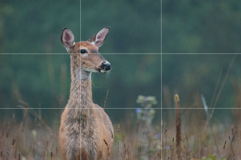 A Beginner's Guide to the Rule of Thirds for Photography — APC Wildlife ...