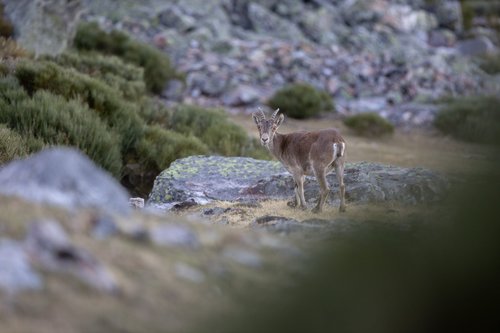 Wildlife Photography on a Budget: The Ultimate Canon R8 Review for ...
