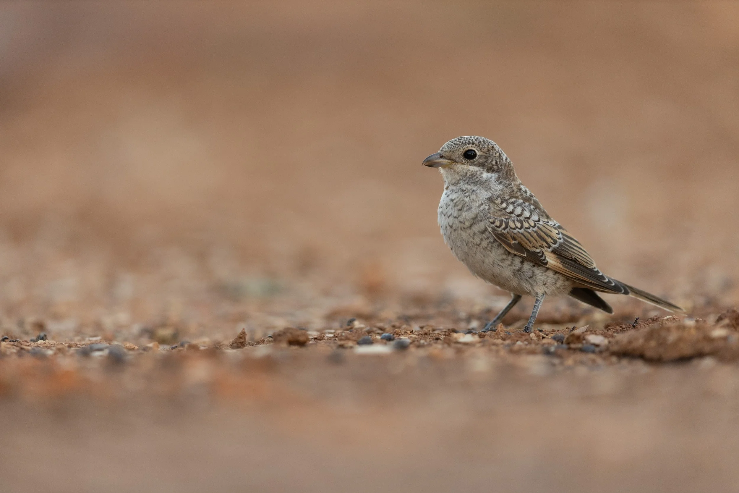 Wildlife Photography on a Budget: The Ultimate Canon R8 Review for ...