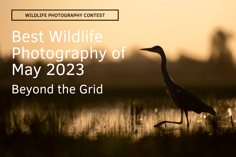 Best Wildlife Photography of May 2023: Introducing Beyond the Grid ...