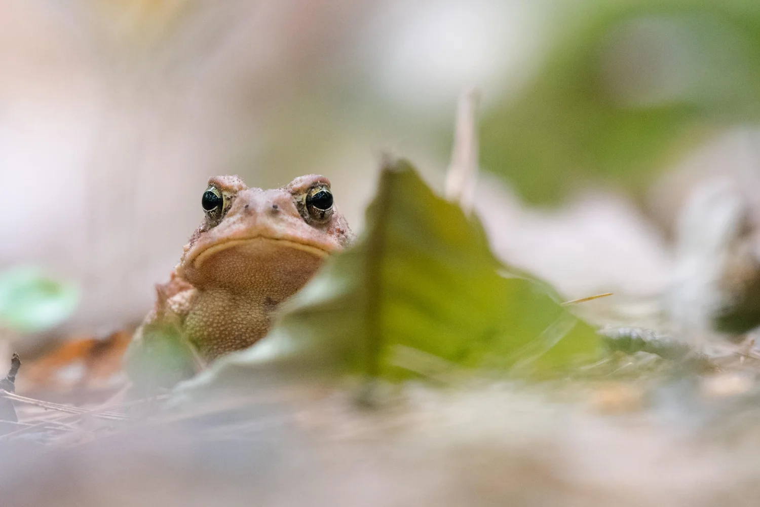 A Wildlife Photographer's Guide to the Nikon 200-500mm Lens (Review ...