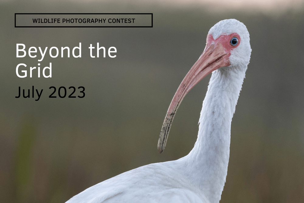 Beyond the Grid Wildlife Photography Contest - July 2023 — APC Wildlife ...