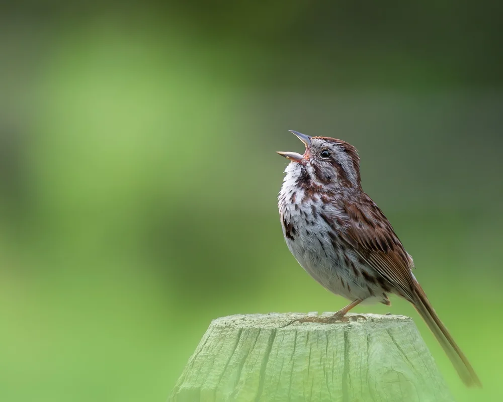 Wildlife Photography Contest - Beyond the Grid June 2023 — APC Wildlife ...