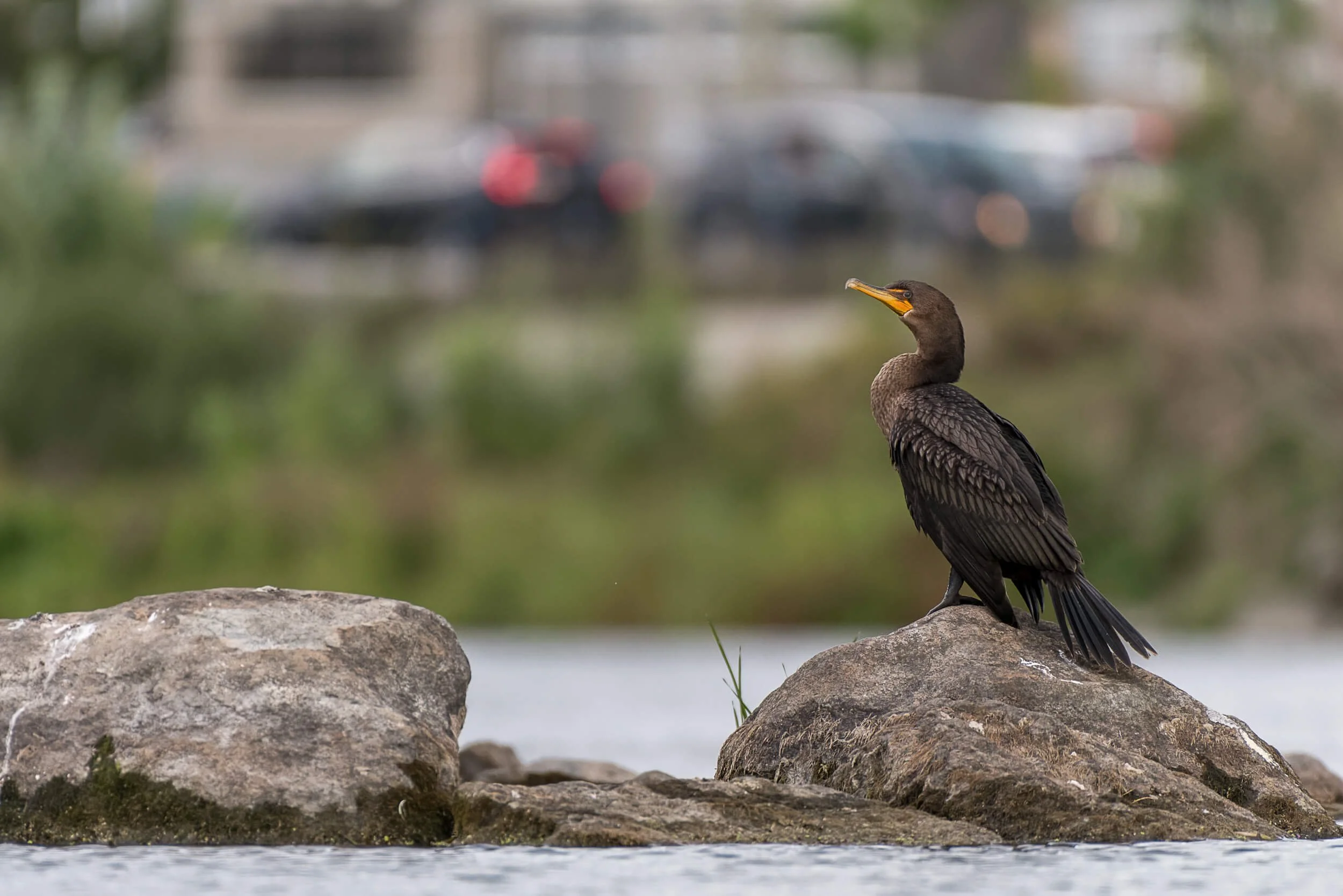 Why the Nikon D500 is one of the BEST Cameras for Wildlife Photography ...