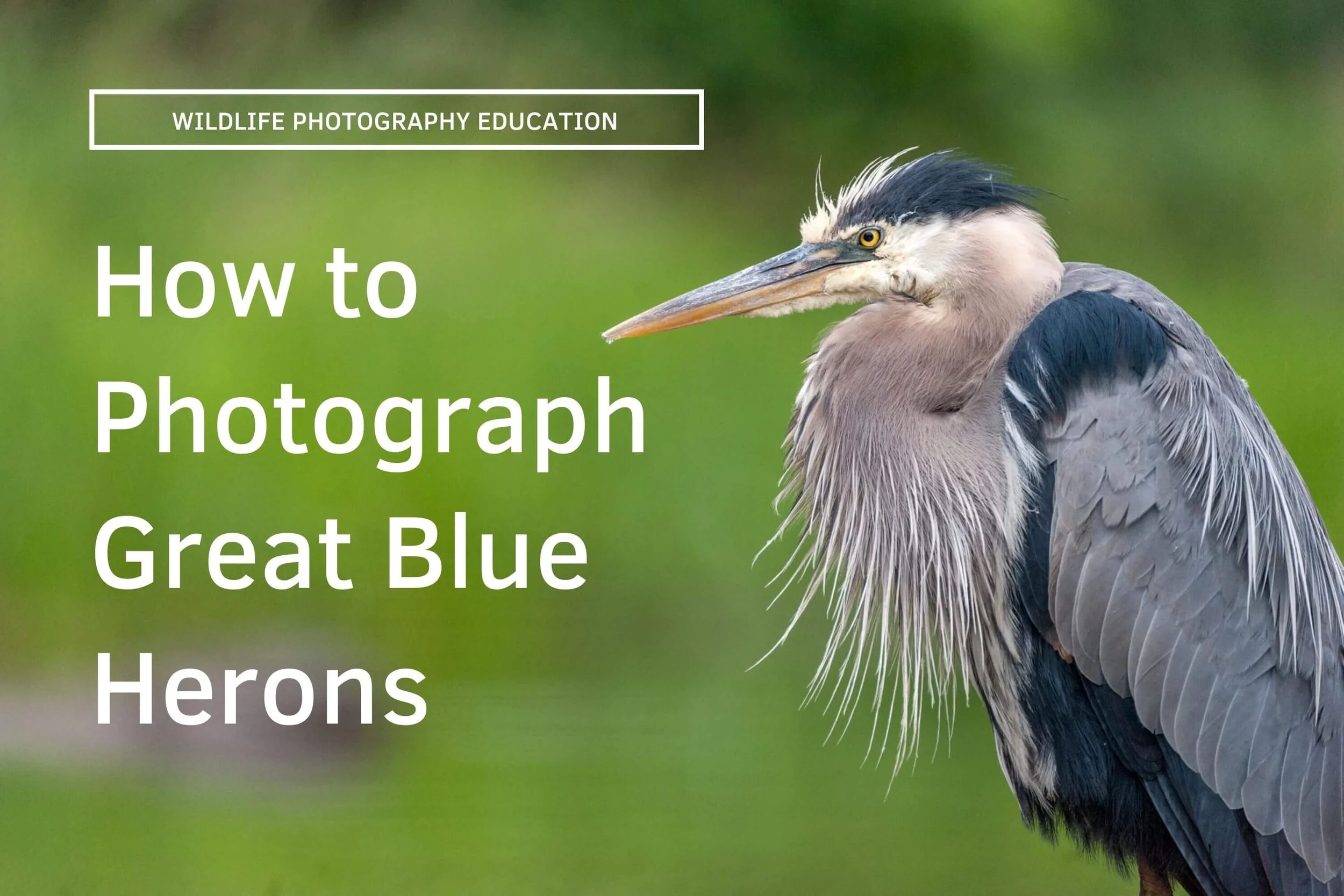 How to Photograph Great Blue Herons: 7 Tips to Take Your Wildlife ...