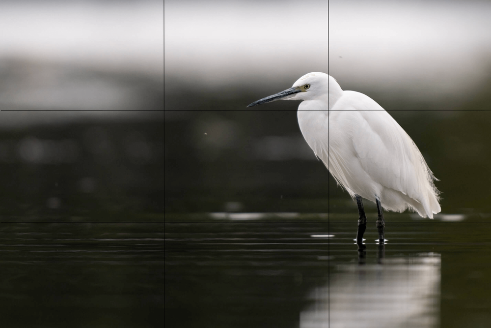 A Beginner's Guide to the Rule of Thirds for Photography — APC Wildlife ...