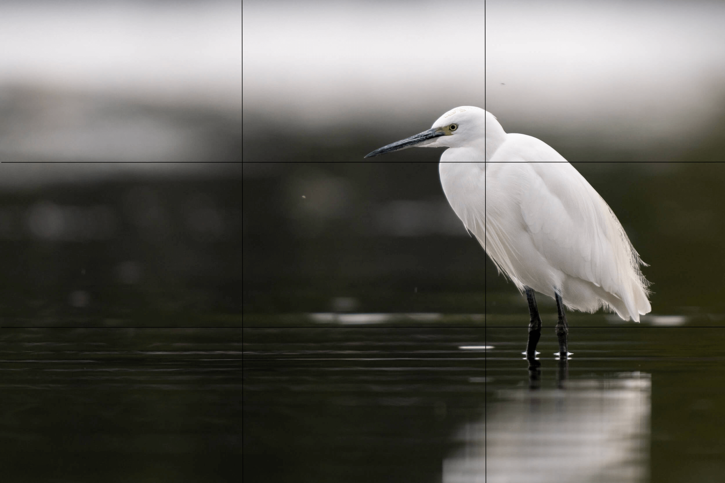 A Beginner's Guide to the Rule of Thirds for Photography — APC Wildlife ...
