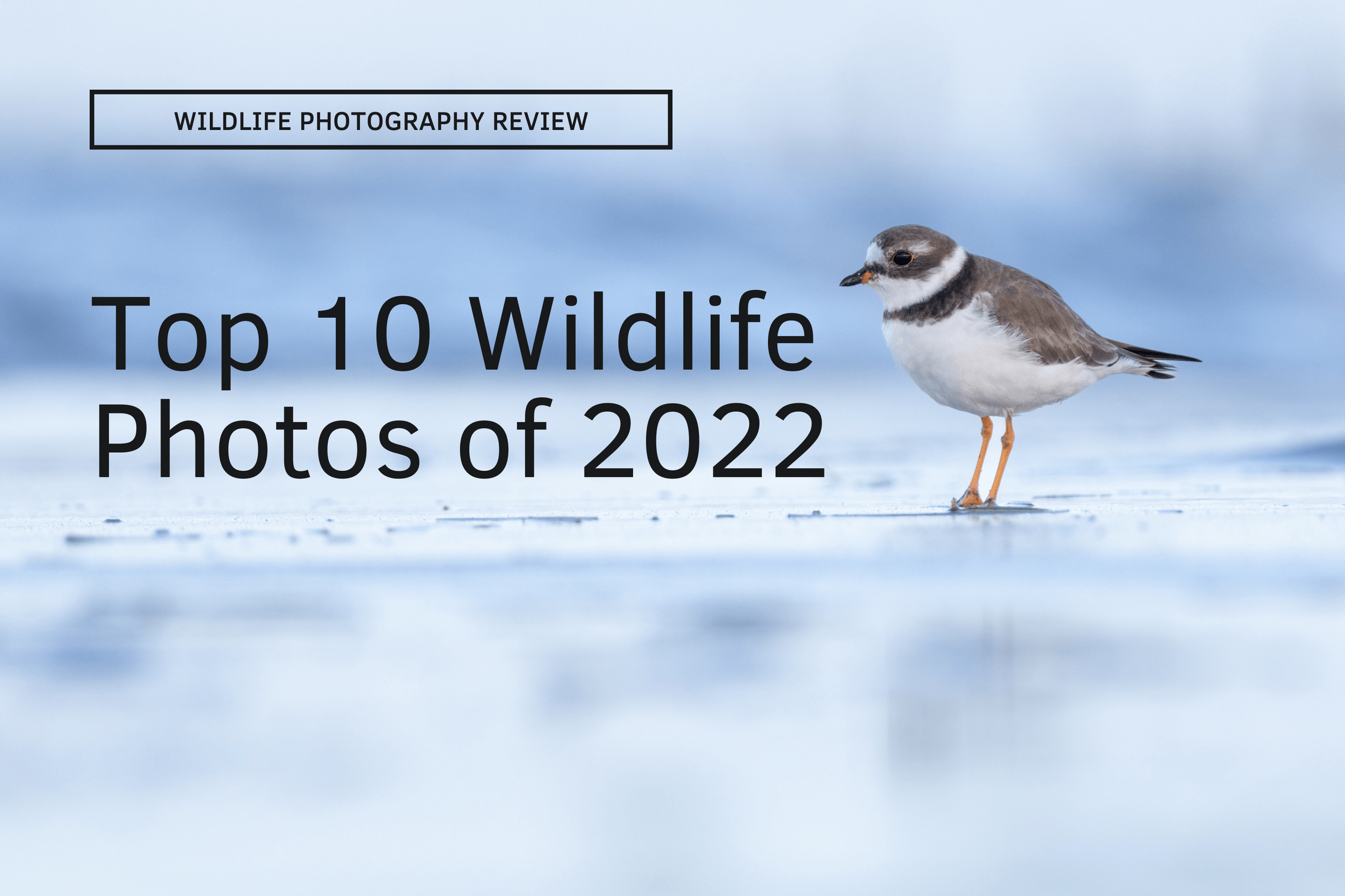 My Best Wildlife Photos of 2022 — APC Wildlife Photography