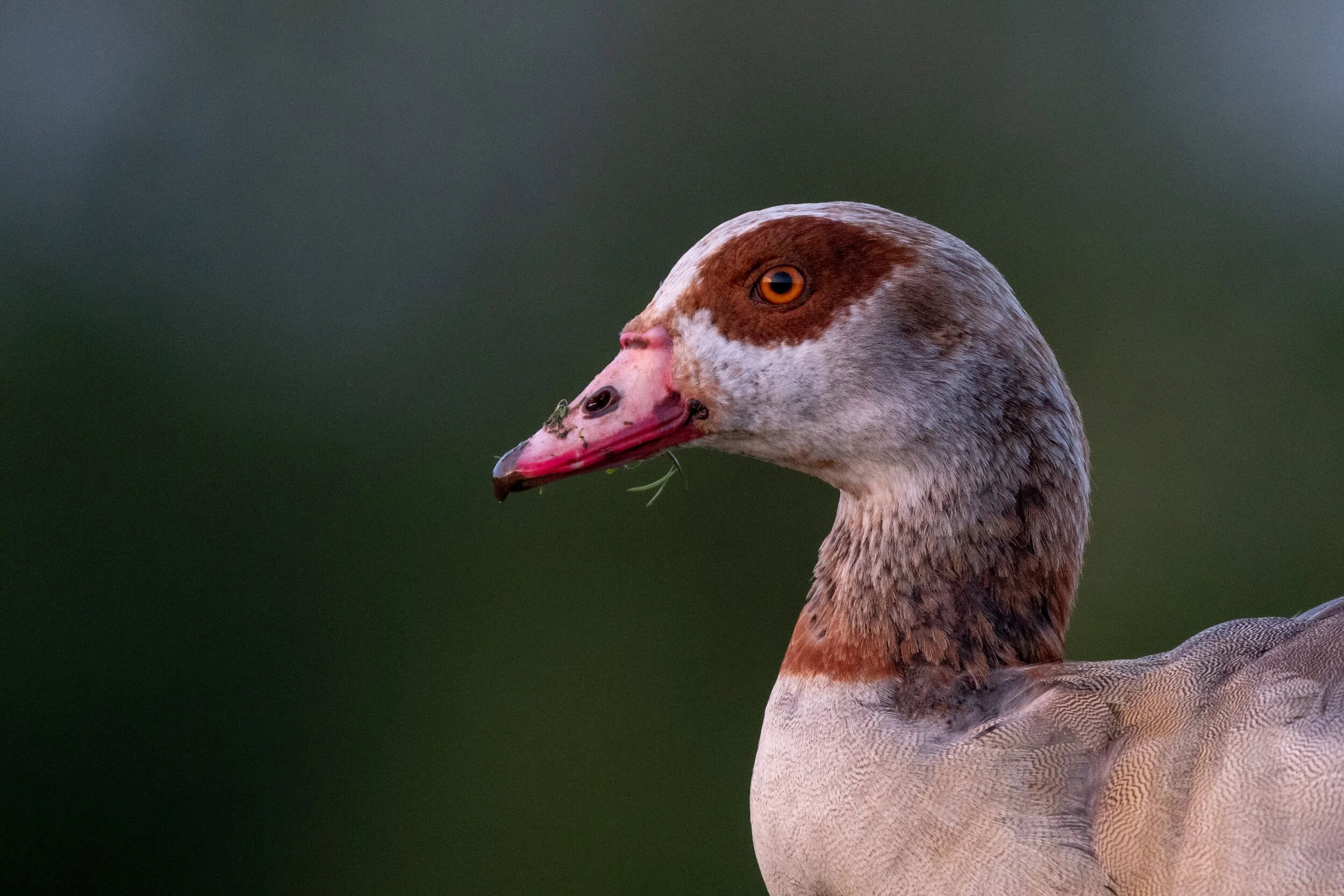 A Wildlife Photographer's Guide to the Nikon 200-500mm Lens (Review ...