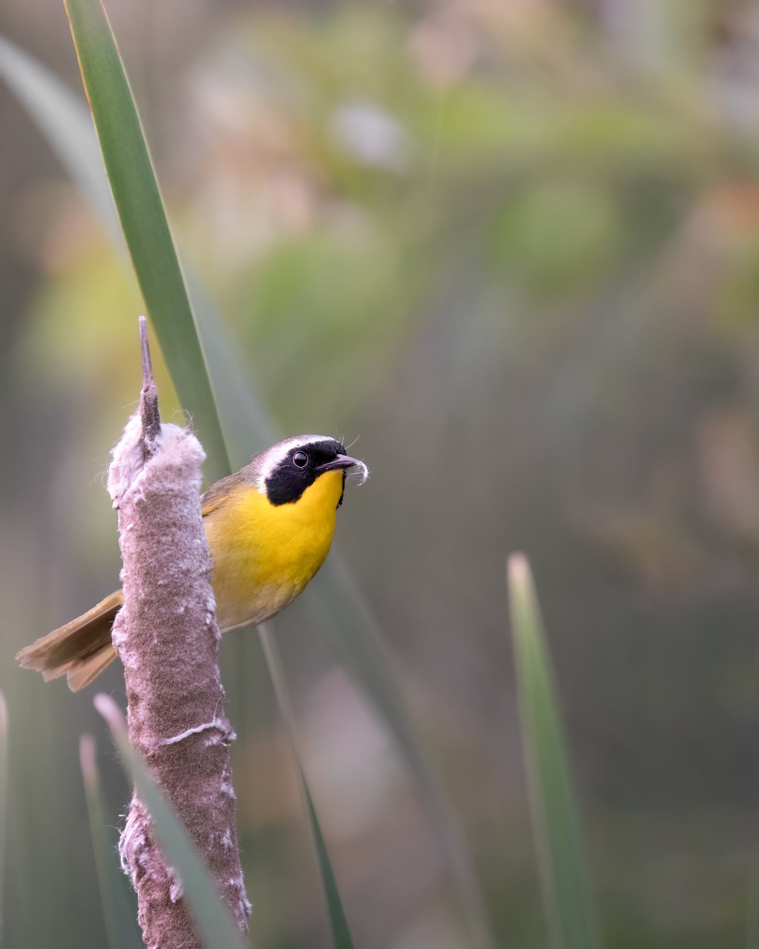 Wildlife Photography Contest - Beyond the Grid June 2023 — APC Wildlife ...