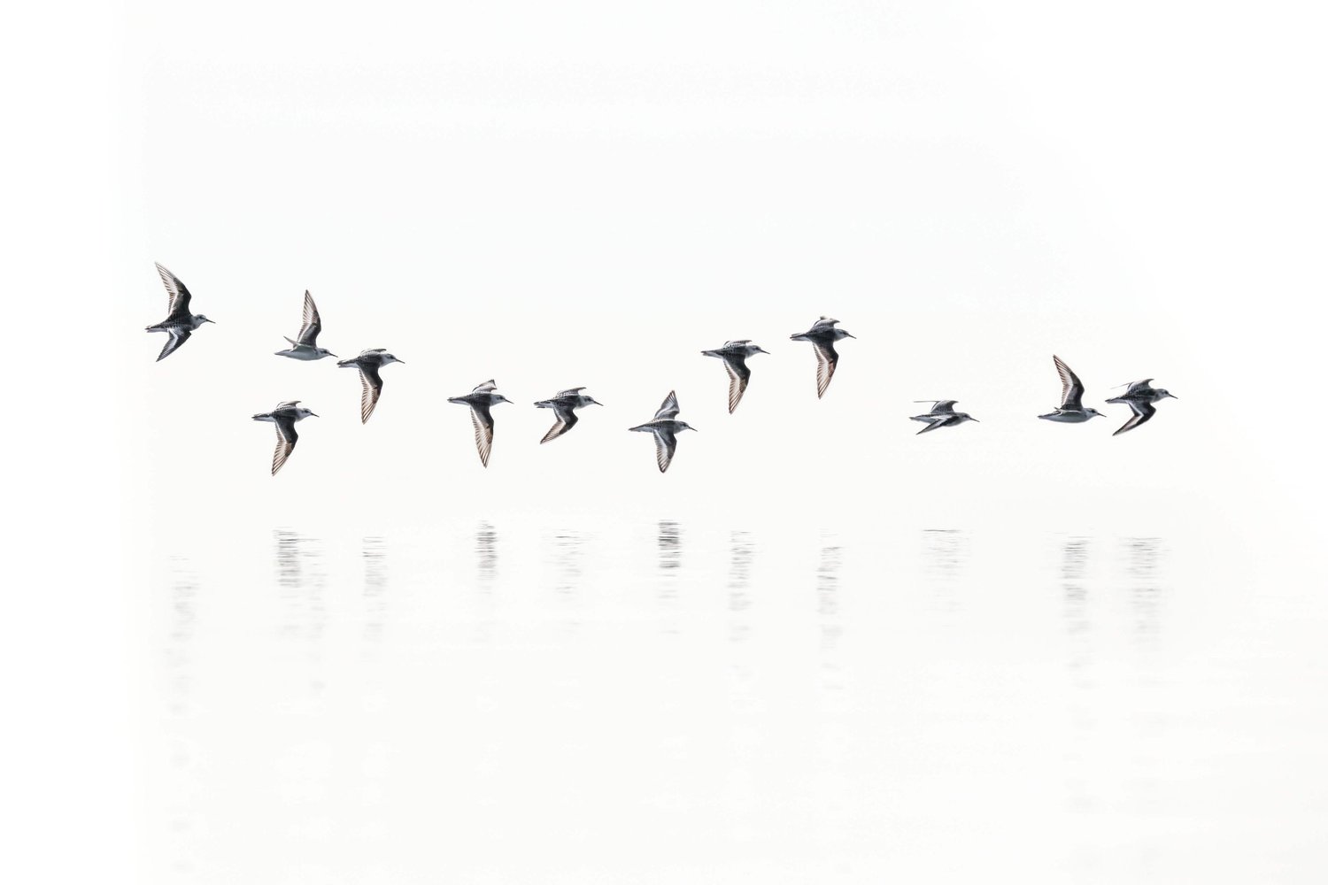 Beyond the Grid Wildlife Photography Contest - August 2023 — APC ...