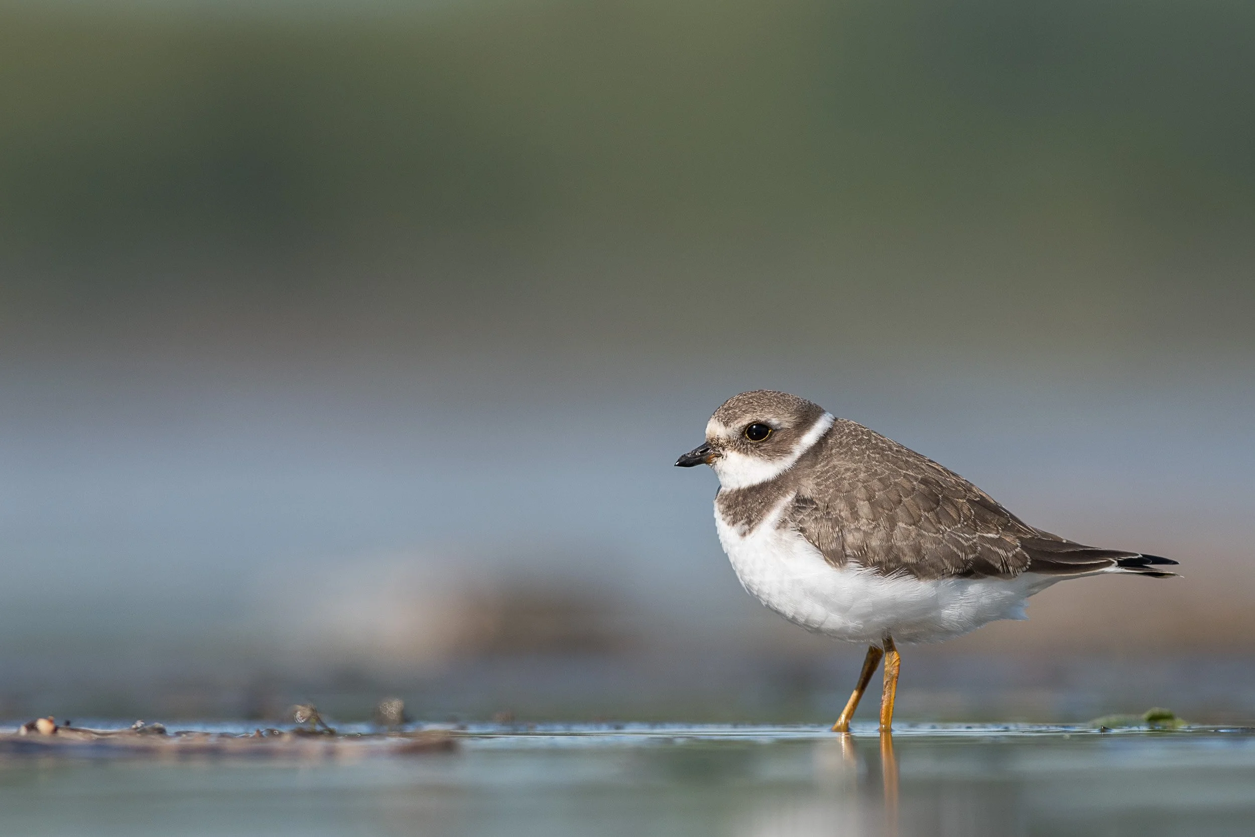 Why the Nikon D500 is one of the BEST Cameras for Wildlife Photography ...
