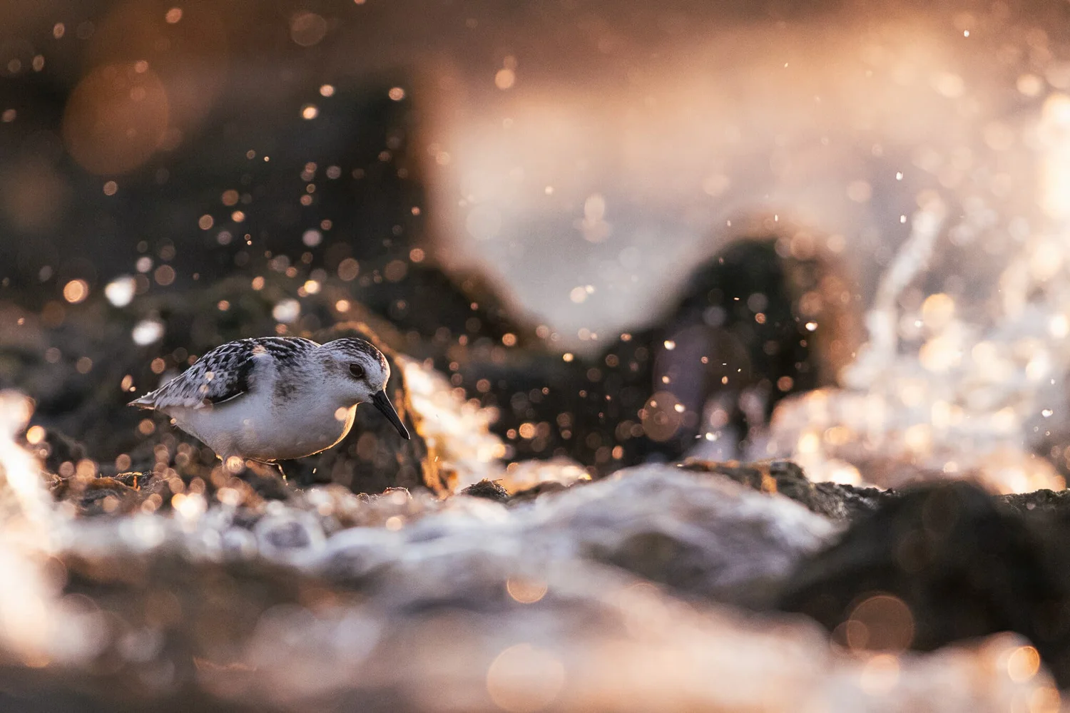 Beyond the Grid Wildlife Photography Contest - September 2023 — APC ...